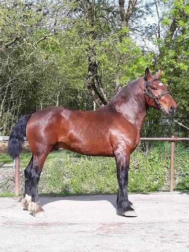 Accueil | Syndicat National des Éleveurs et Utilisateurs de Chevaux Cob ...