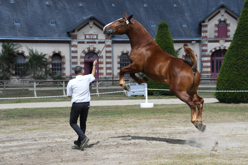 Accueil | Syndicat National des Éleveurs et Utilisateurs de Chevaux Cob ...
